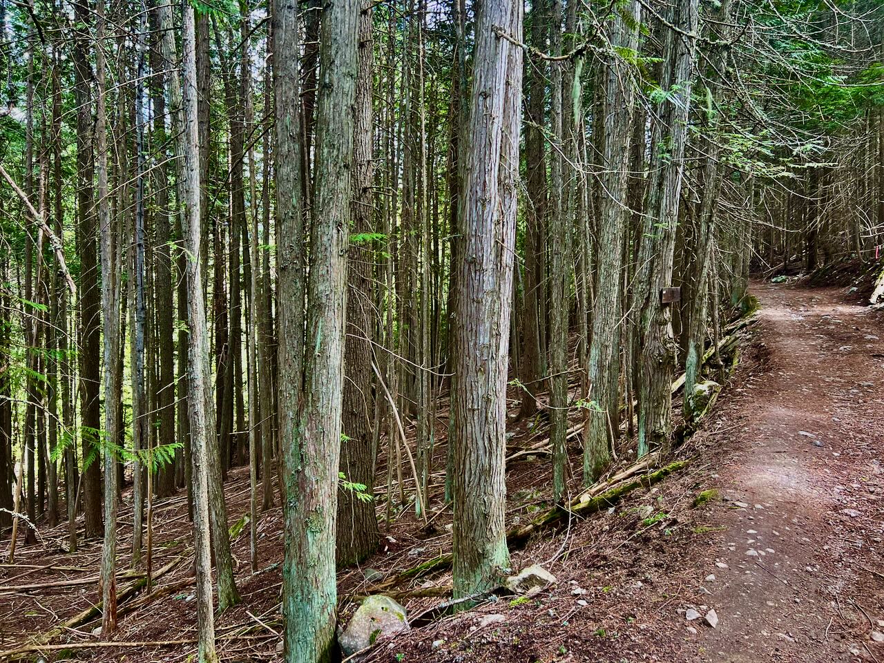 Places In & Around Nelson to Walk Your Dog - The Kootenay Current