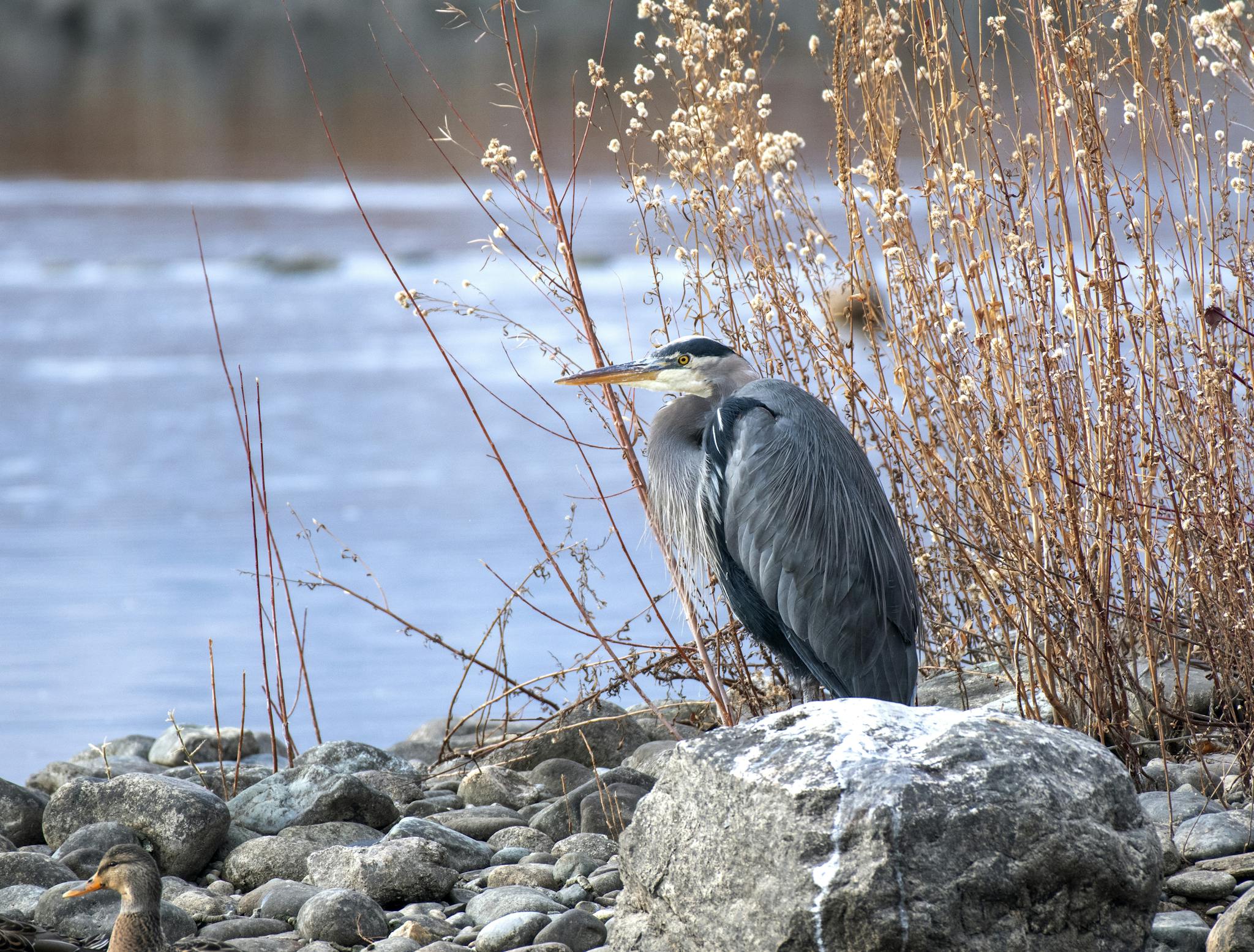 Kokanee Creek Provincial Park - The Kootenay Current